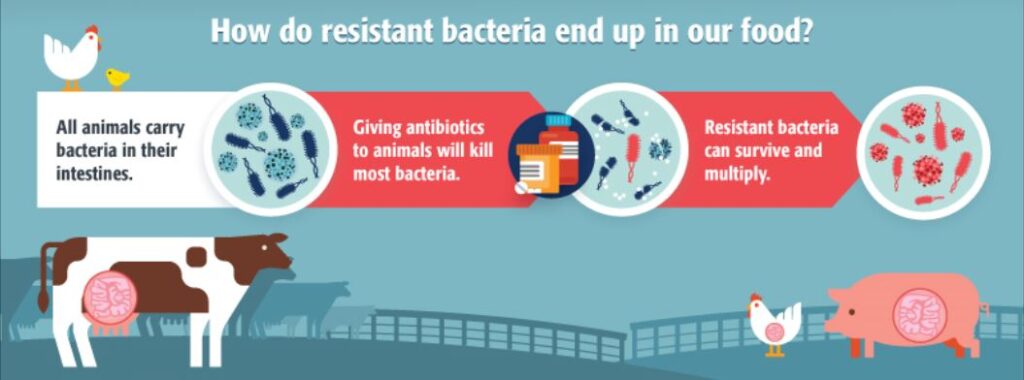 Food Chain Fallout: The Health Risks of Rising Antimicrobial Resistance ...