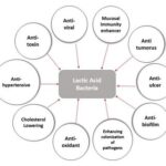 Boost Your Health with Naturally Fermented Lactic Acid Foods - FoodManifest