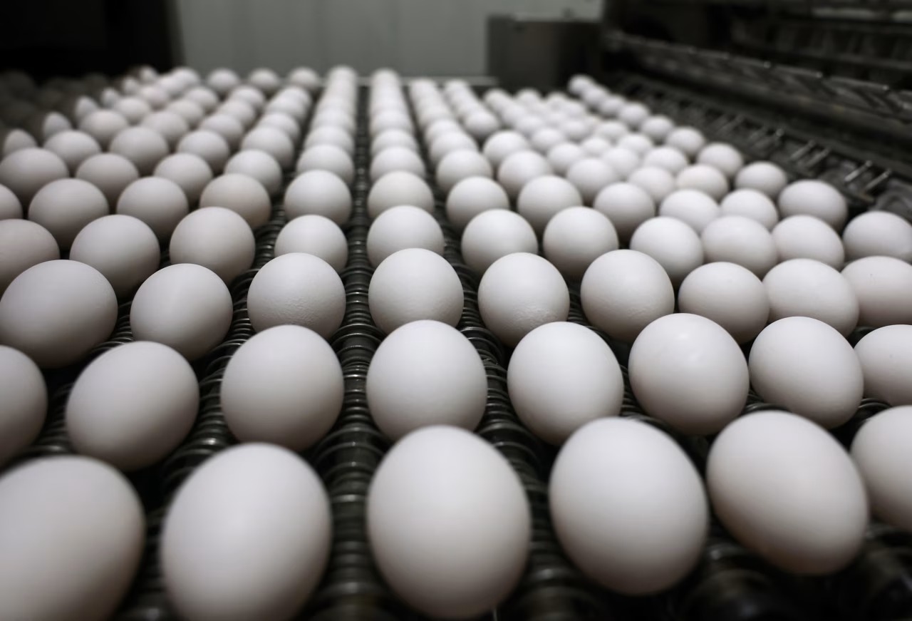 Namakkal Eggs Make Historic First Export to the U.S. Market - FoodManifest