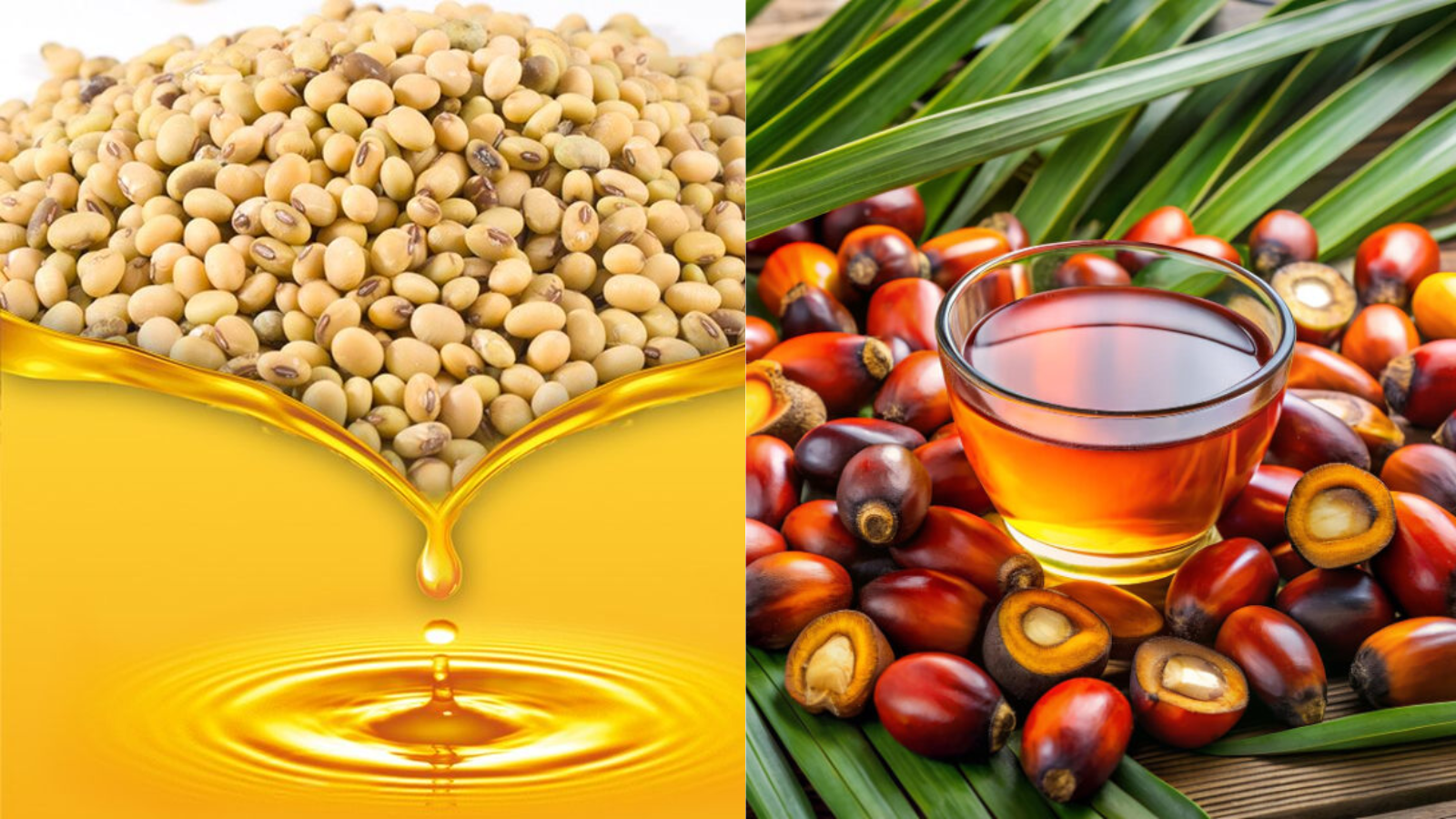 IVPA Pushes for Faster Self-Reliance in India’s Edible Oil Sector ...